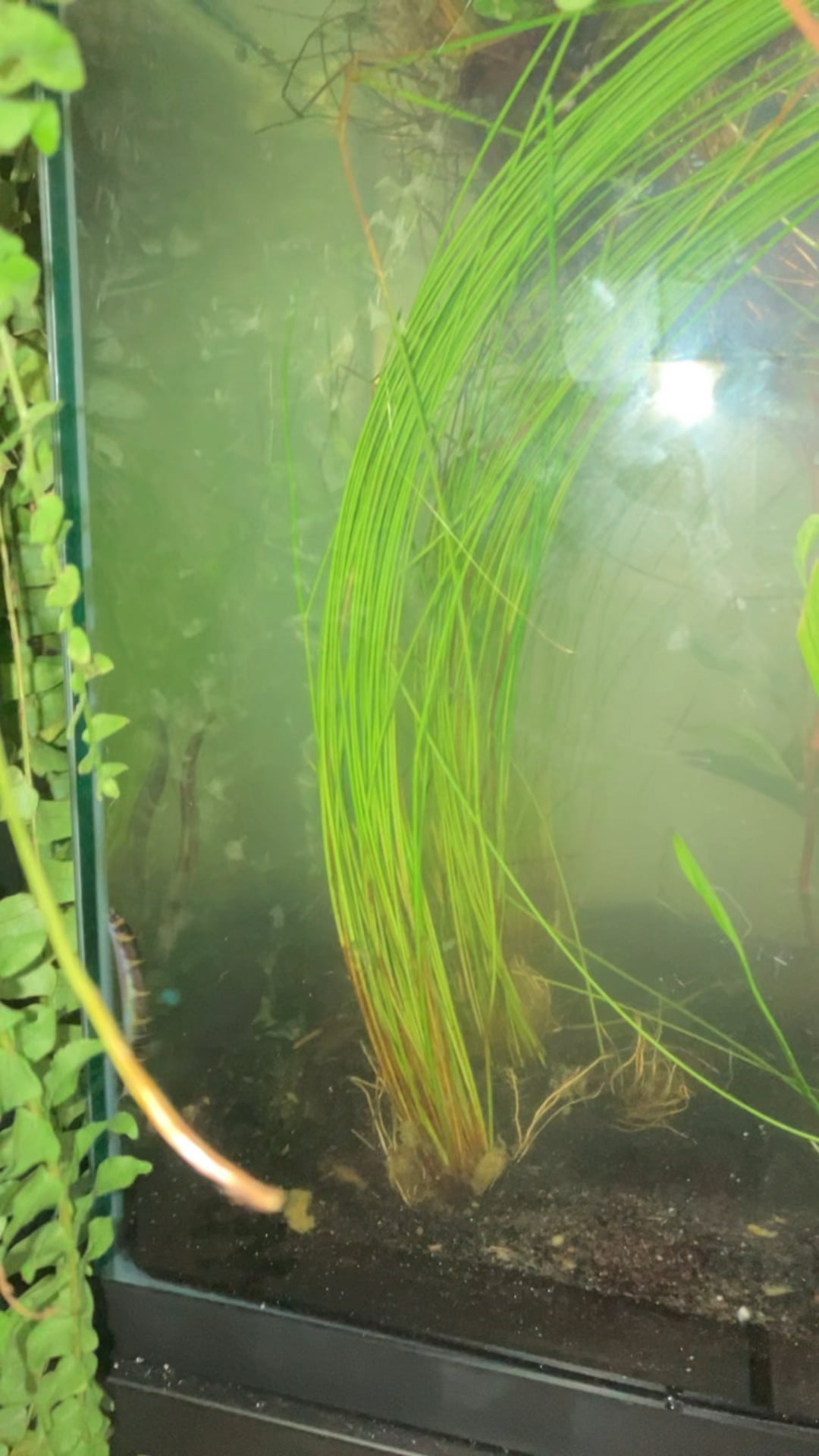 Betta Fish: What Do We Think Of Beerus’s Tank - Flake Food