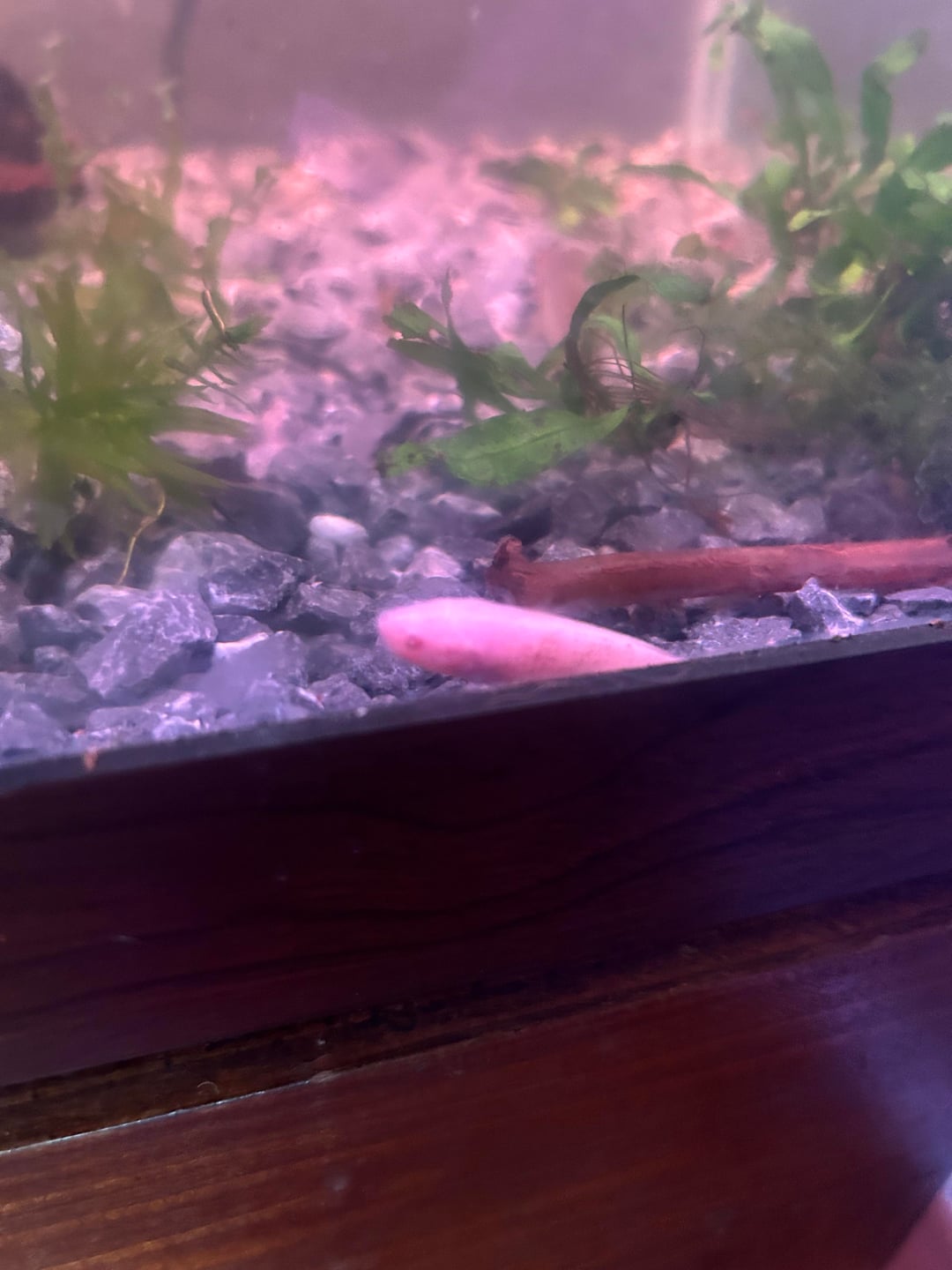 Betta Fish: Albino betta - Flake Food