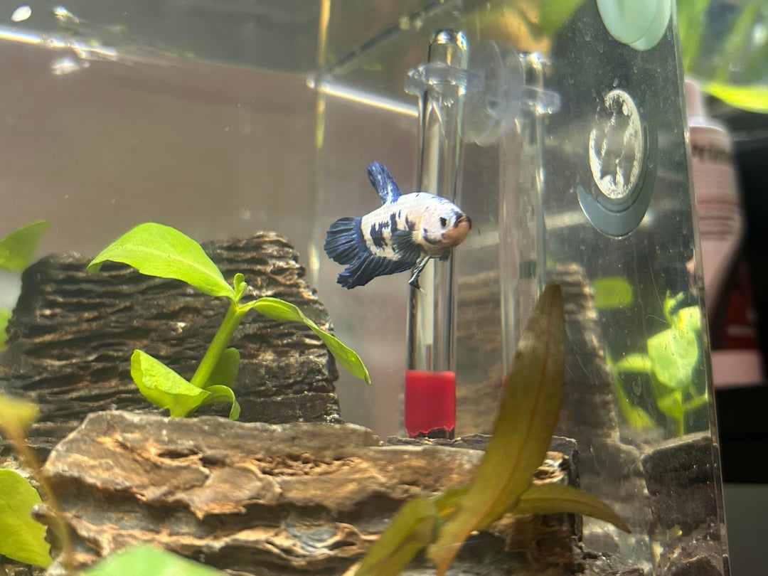 Betta Fish: You guys were right, i ended up with a SECOND fish, meet ...