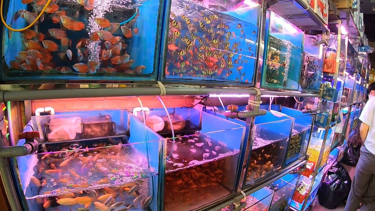 Aquariums: Viet Nam LARGEST Aquarium Fish Market - Hai Phong Fish ...