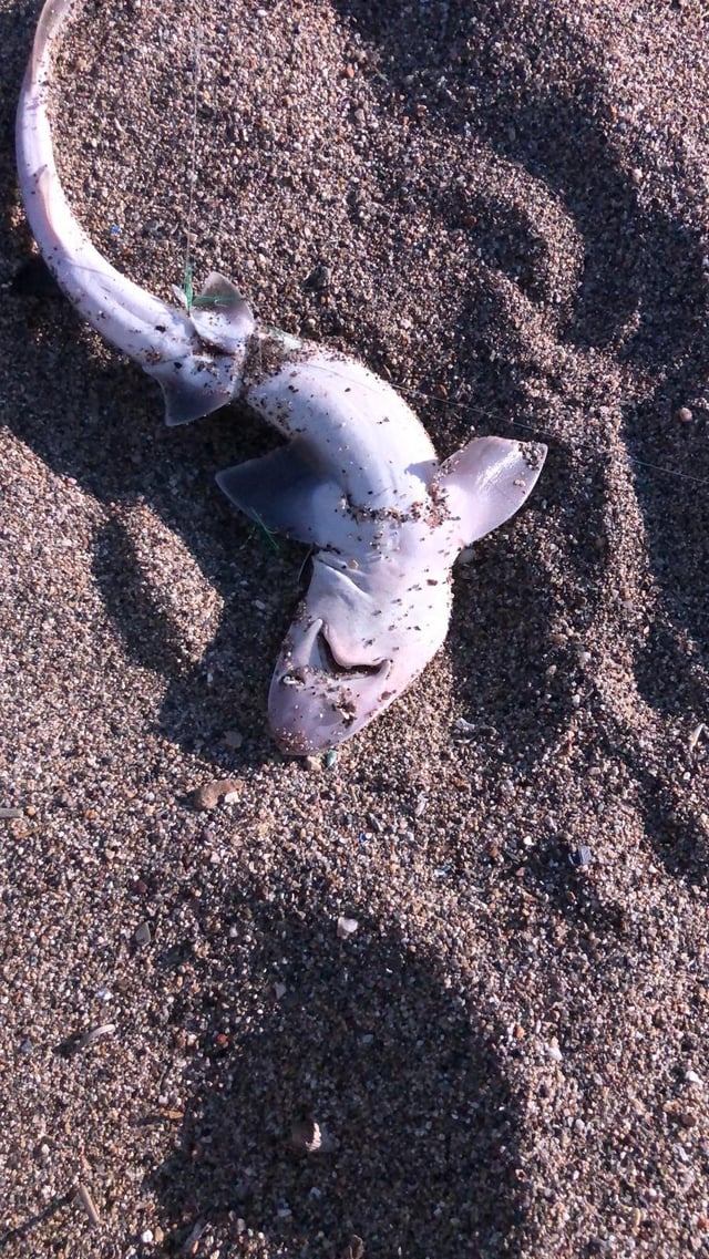 Have any of you caught a baby shark? - Flake Food