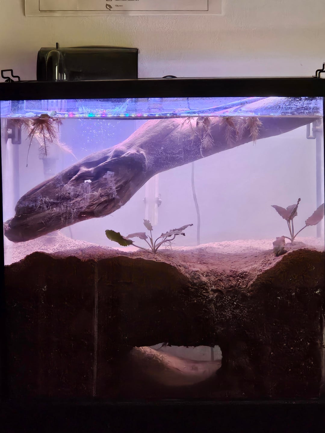 Aquariums: My custom 30 gal cave tank! - Flake Food