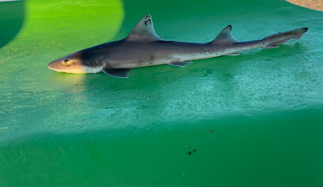 Have any of you caught a baby shark? - Flake Food
