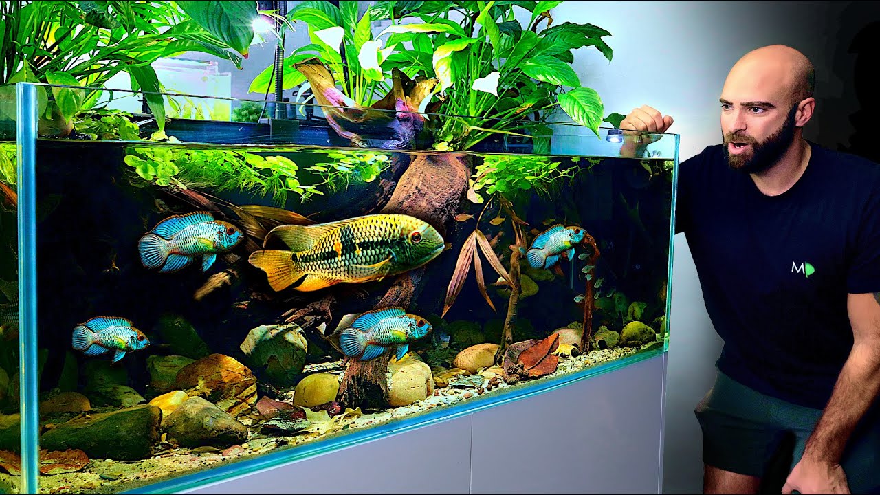 Aquariums: The Most Realistic Aquarium I've Ever Made! Acara, Tetra ...
