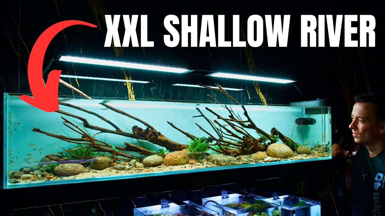 Aquariums: I MADE A SHALLOW RIVER AQUARIUM FOR TINY FISH! Aquascape ...