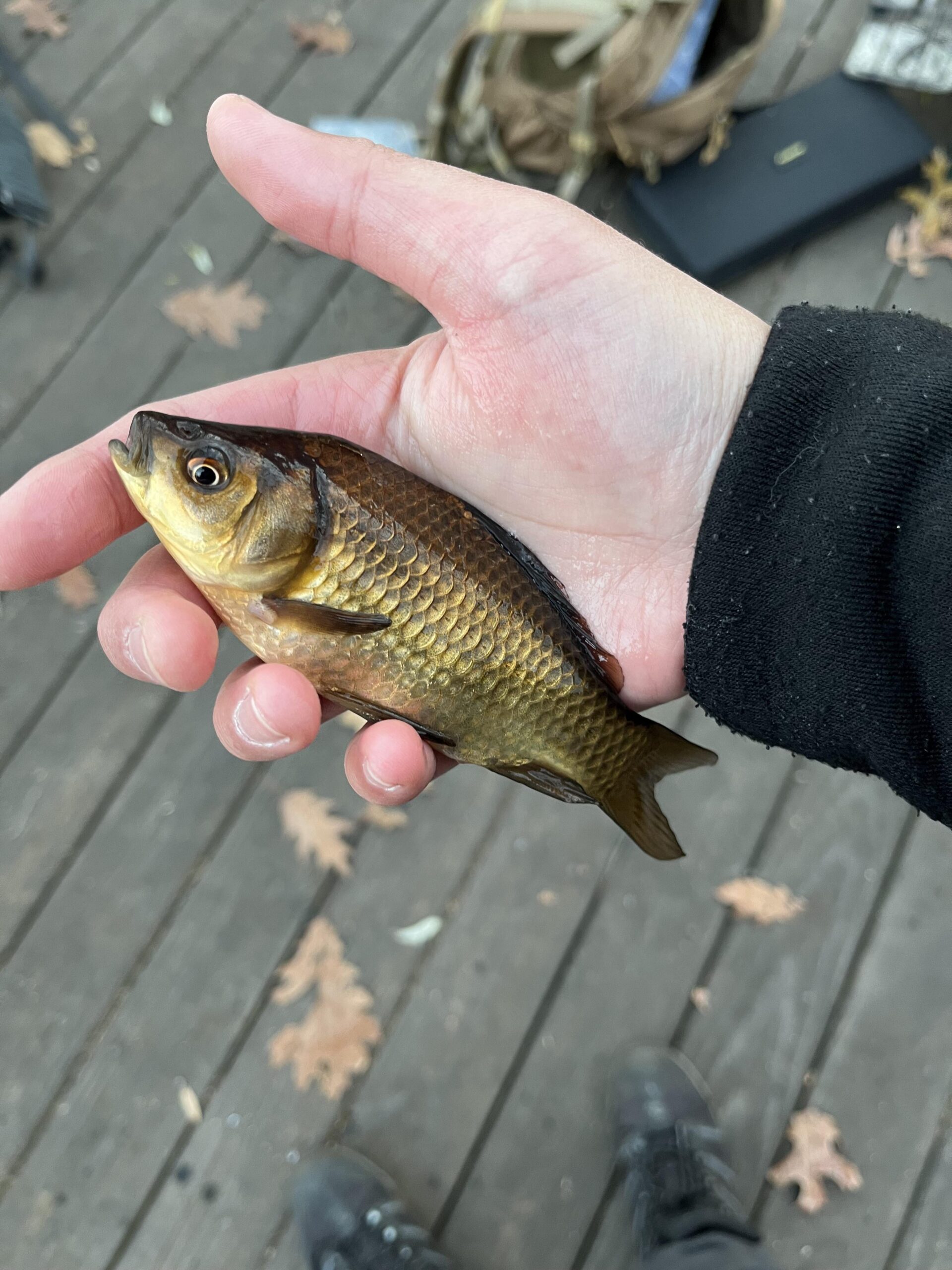 Is this a crucian carp or goldfish? - Flake Food