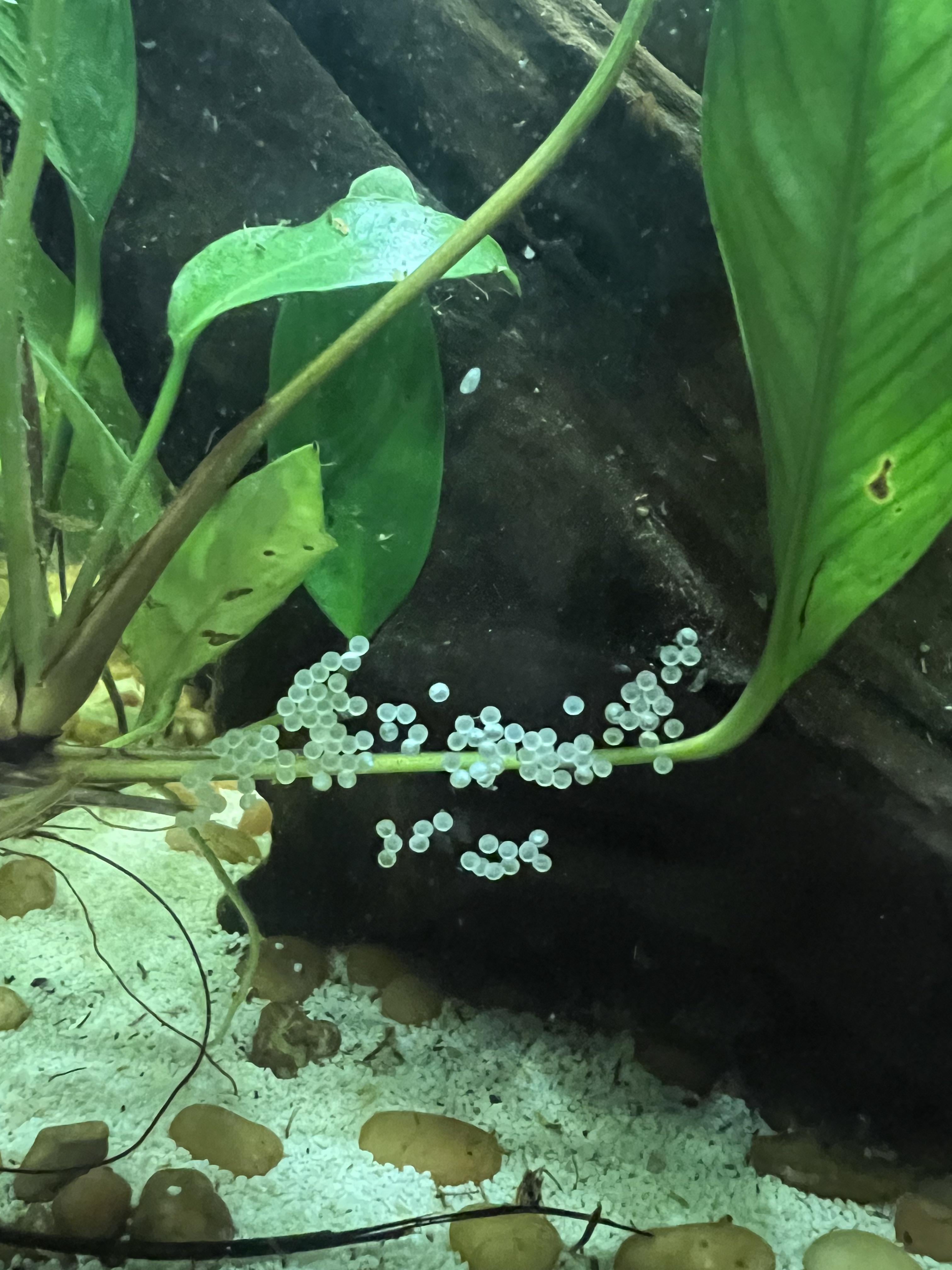 Aquariums: who is the culprit.. - Flake Food